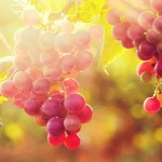 Vidas Fructíferas 1 - Lo mejor de la onda cristiana y en exclusiva para ...